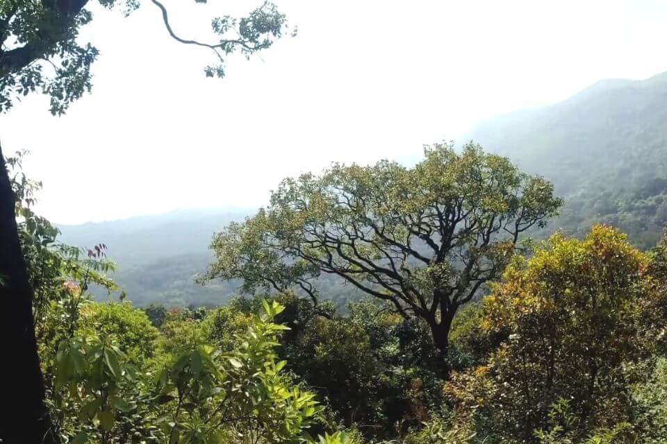 Brahmagiri Wildlife Sanctuary Coorg (Timings, Entry Fee, Safari, Images ...