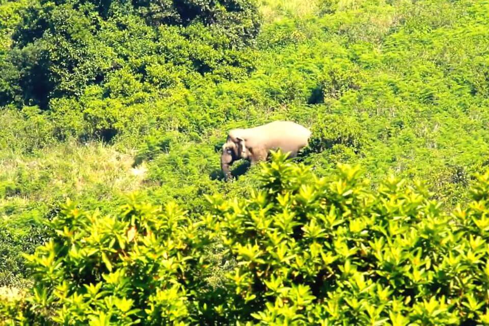 Brahmagiri Wildlife Sanctuary Coorg (Timings, Entry Fee, Safari, Images ...