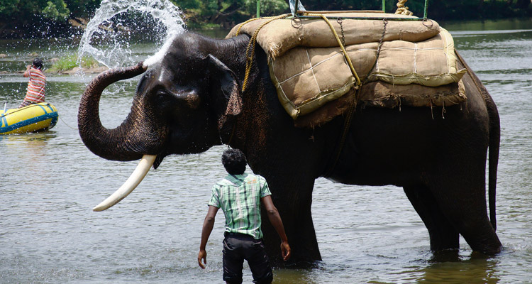One Day Coorg Sightseeing Trip With Dubare Elephant Camp