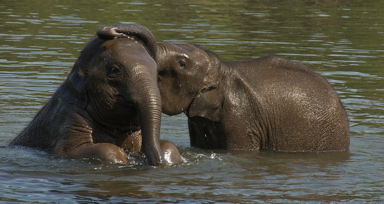 Dubare Elephant Camp Coorg (Entry Fee, Timings, Entry Ticket Cost ...