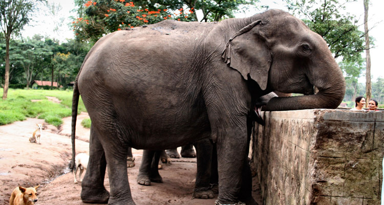 Dubare Elephant Camp Coorg (Entry Fee, Timings, Entry Ticket Cost ...