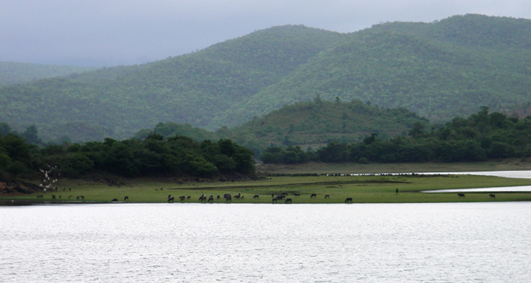 Honnamana Kere Lake Coorg (Reviews, Tips, Distance, Timings, History ...