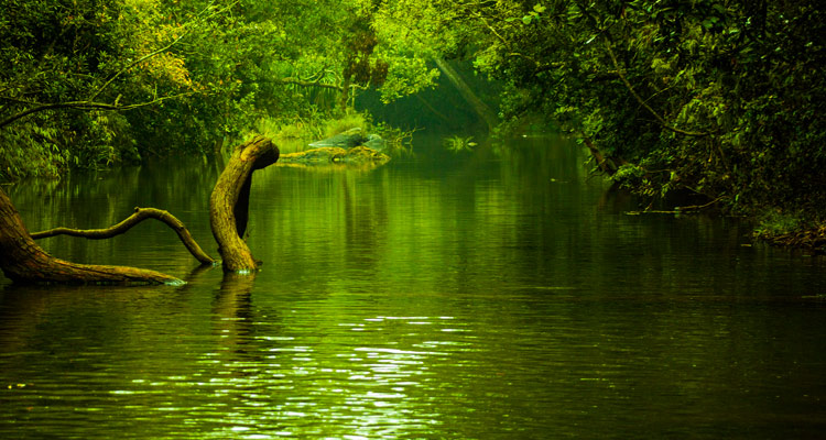 Kaveri Nisargadhama Forest Park Coorg (Timings, Entry Fee, Safari ... Kaveri Nisargadhama Forest Park Coorg (Timings, Entry Fee, Safari ...